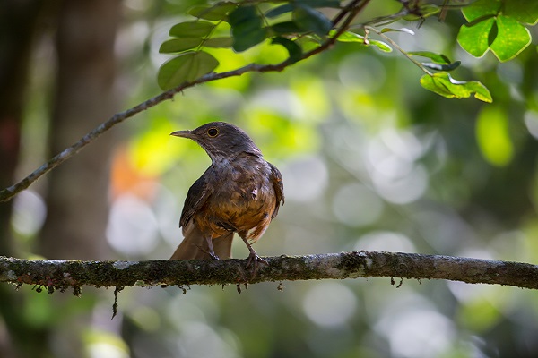 Descubra a observação de aves no Brasil | LATAM