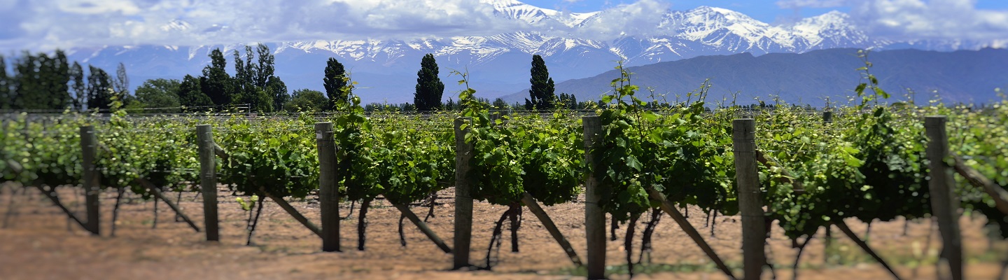 Visita los mejores viñedos de Chile | LATAM Airlines