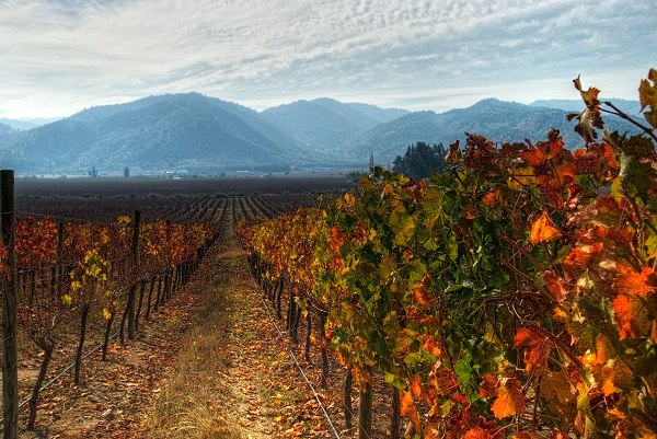 Discover the best vineyards in Chile | LATAM Airlines