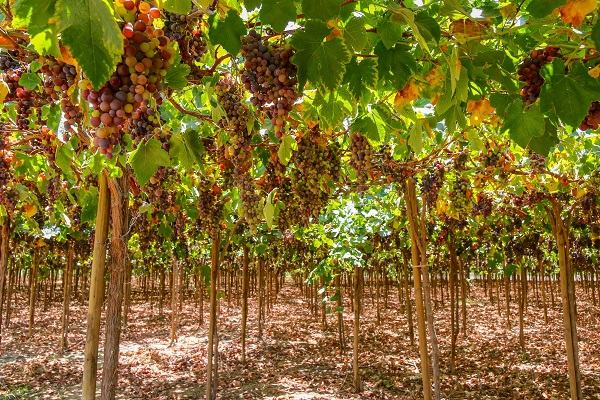 Discover the best vineyards in Peru | LATAM Airlines