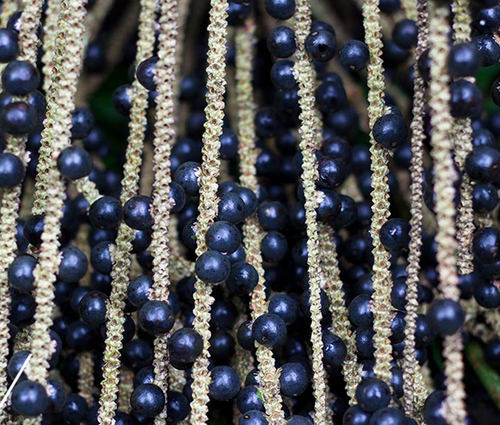 5 FRUTAS DA AMAZÔNIA QUE VOCÊ PRECISA PROVAR NA VIDA | LATAM Airlines