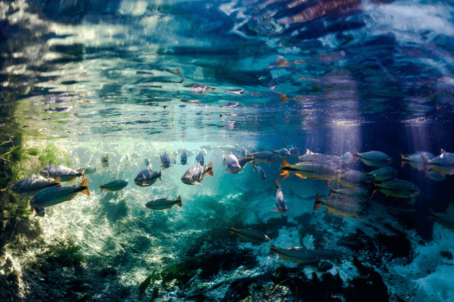 Bonito, un paraíso natural que debes conocer | LATAM Airlines