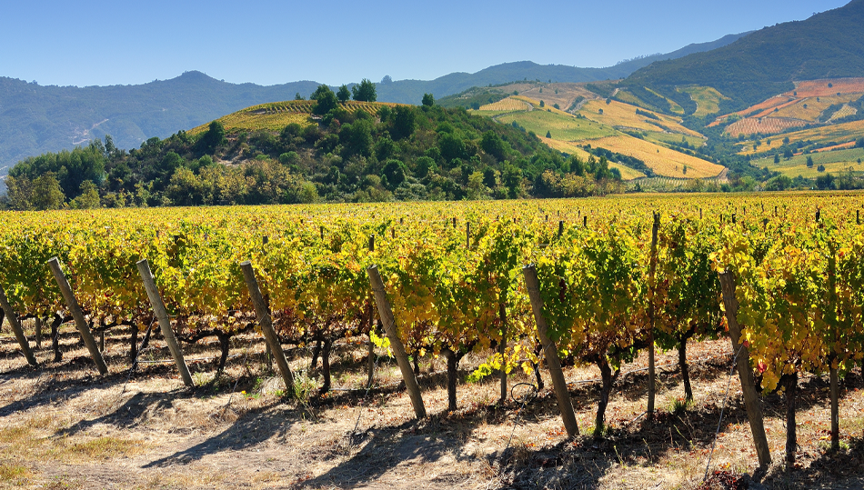 Un brindis por el Valle de Colchagua, destino de los mejores vinos de ...