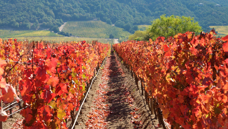 Um brinde ao Vale do Colchagua, destino dos melhores vinhos do Chile