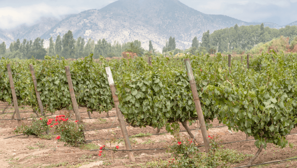 Nieve y vinos: un recorrido por el Cajón y Valle del Maipo | LATAM Airlines